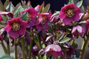 A hunyor (Helleborus) ültetése, gondozása és teleltetése - Kerti élet