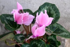 Ciklámen (Cyclamen persicum) gondozása, szaporítása és teleltetése ...