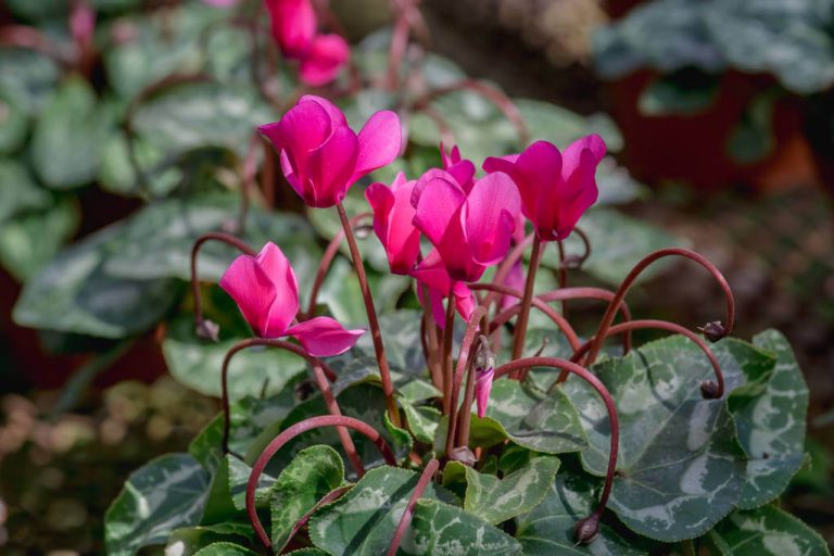 Ciklámen (Cyclamen persicum) gondozása, szaporítása és teleltetése ...