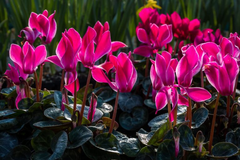 Ciklámen (Cyclamen persicum) gondozása, szaporítása és teleltetése ...