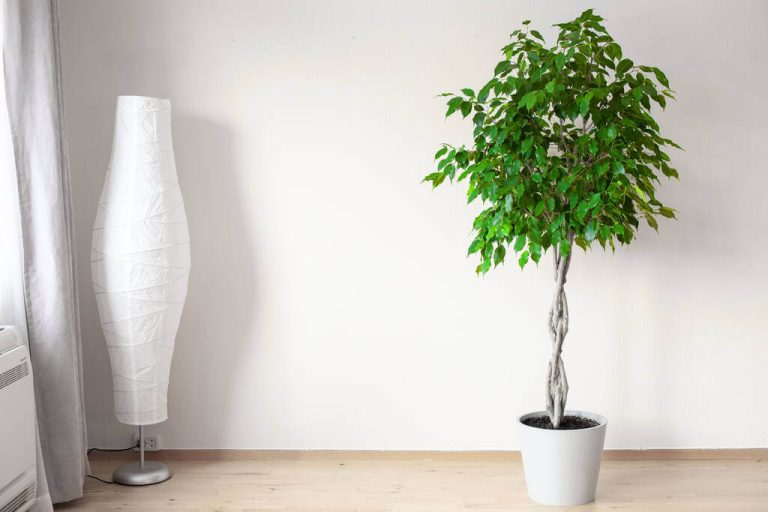 Kislevelű fikusz (Ficus benjamina) gondozási útmutató - Kerti élet