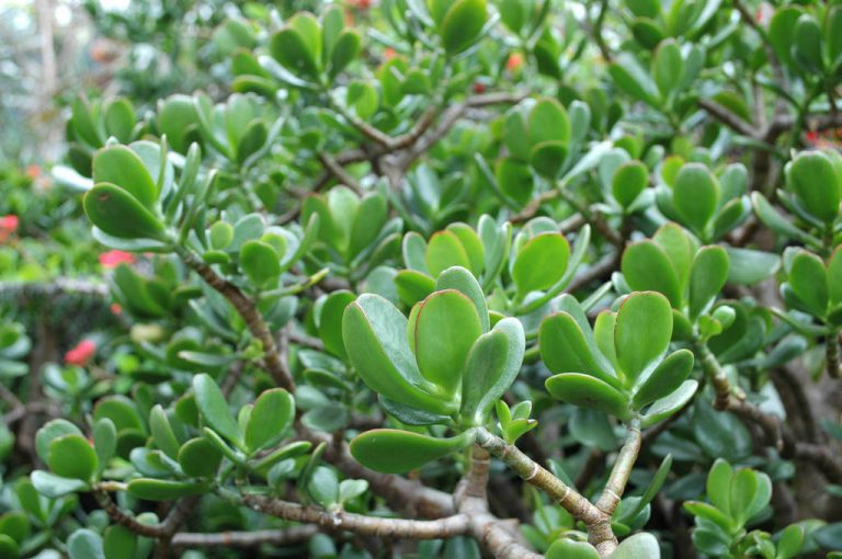 Majomfa (Crassula ovata) ültetése, gondozása és szaporítása - Kerti élet