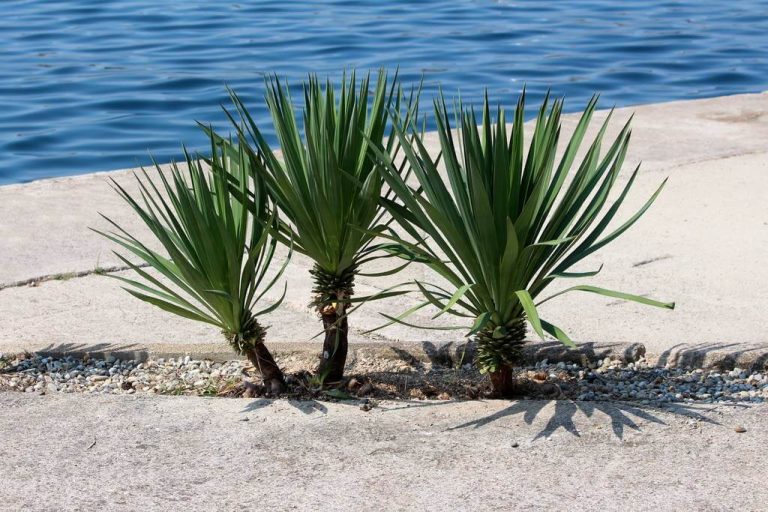 Jukka pálma (Yucca) gondozása és szaporítása - útmutató - Kerti élet