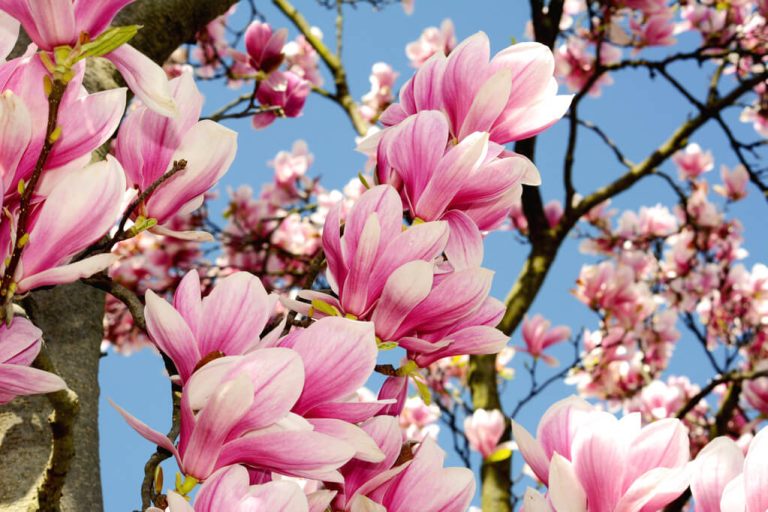 Magnólia (Magnolia) ültetése, gondozása, metszése és szaporítása ...